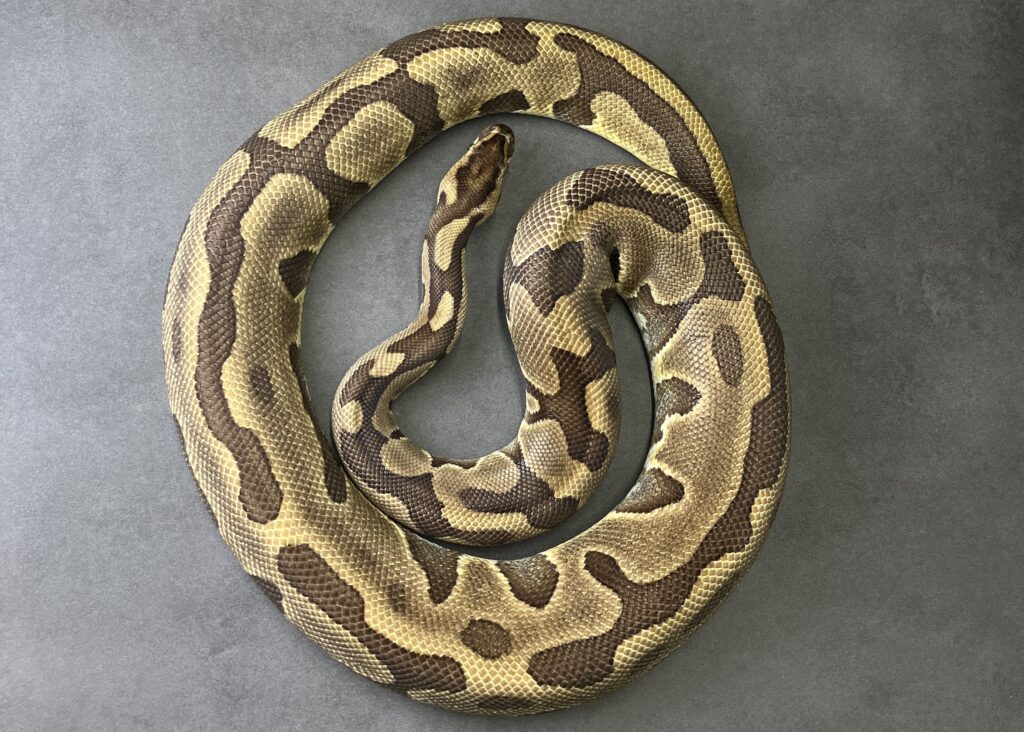 enchi leopard DH ultramel clown | SHN_REPTILES 3.0